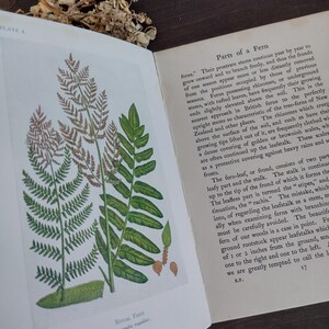 Victorian British Ferns, Club Mosses and Horsetails - Antique Book ...