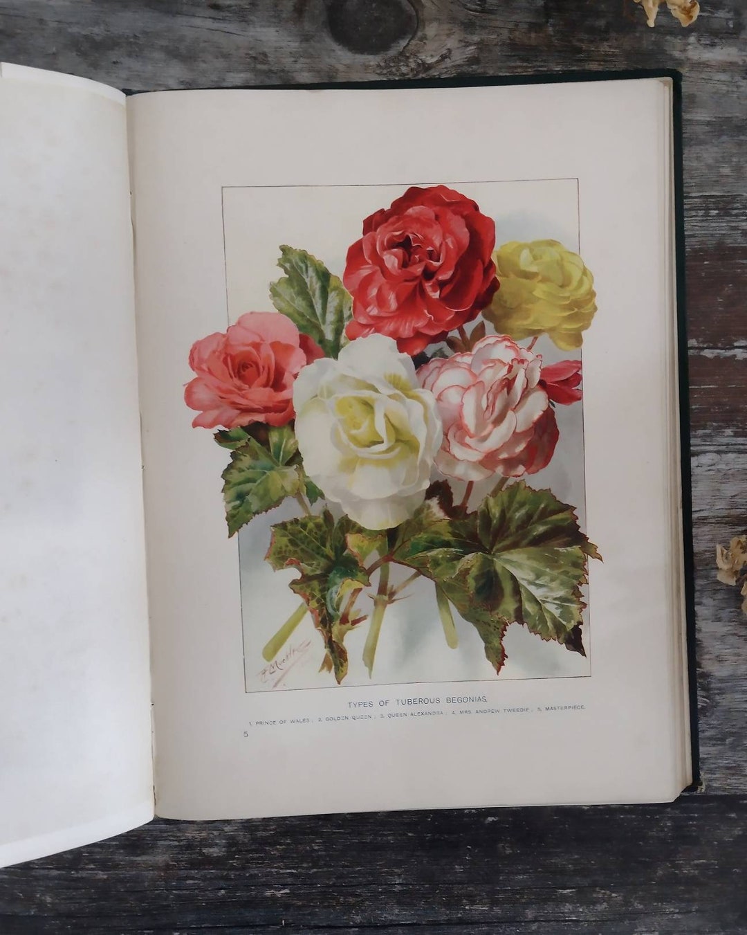 This item is unavailable - Etsy