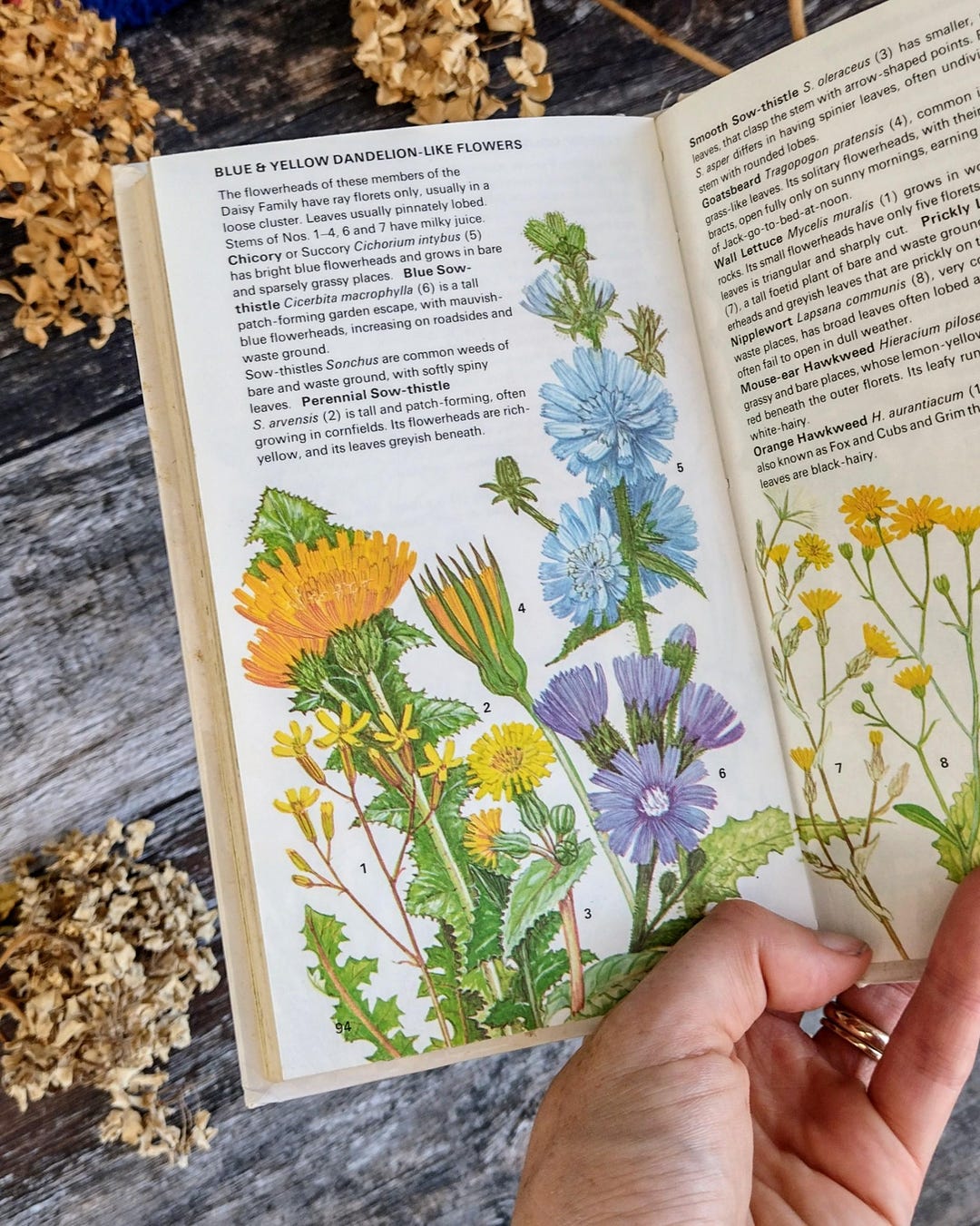 Wildflower Guide - Nature Guide - Vintage Book - Hardcover Book ...