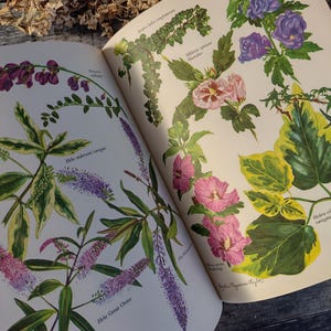 Garden Flowers Shrubs Book - Botanical Book - Watercolour Artist ...