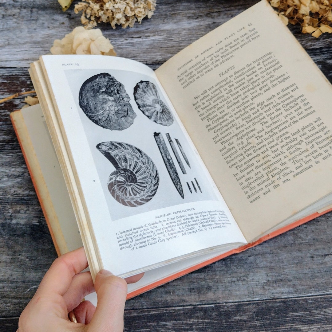 British Fossils Guide - Geology - Fossils - Nature - Science Gift Book ...
