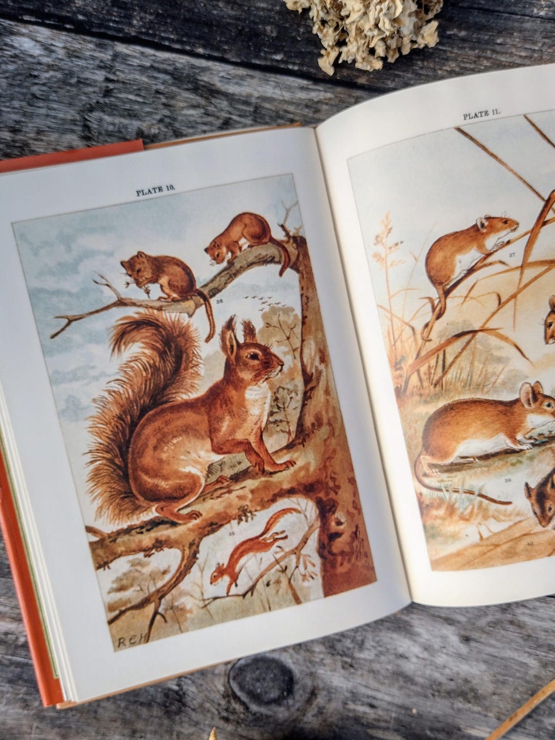 This item is unavailable - Etsy