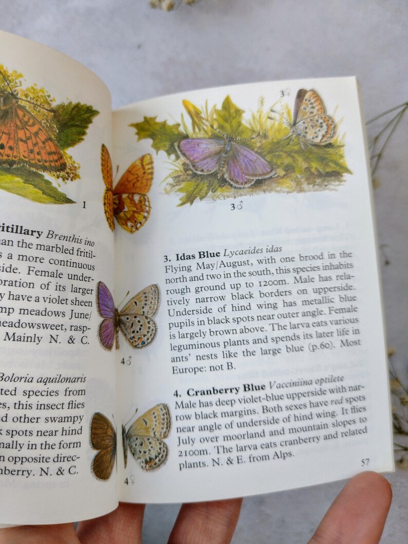Guide to Butterflies and Moths - Vintage Botanical Creative Gift - Etsy
