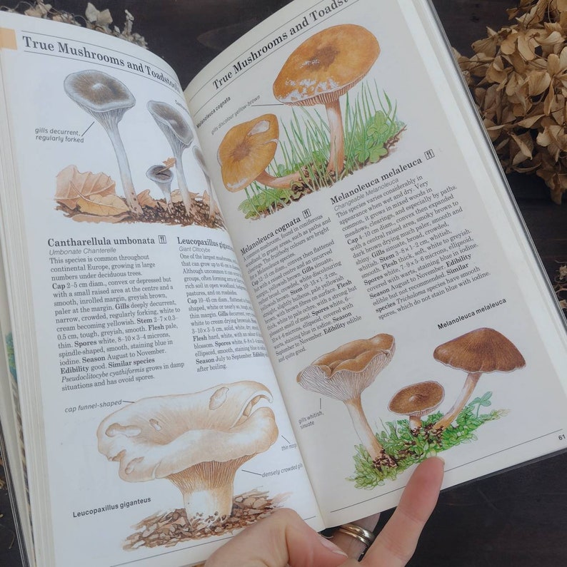 Guide to Mushrooms & Toadstools Vintage Book Watercolour - Etsy