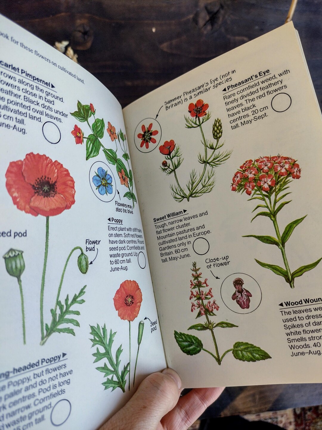 Wildflowers Vintage Nature Book - Watercolour Artist - Painting Book ...