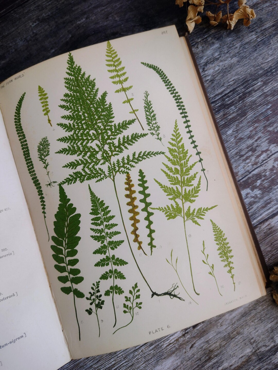 Victorian the Fern World - Antique Book - Fern Guide - Watercolour ...