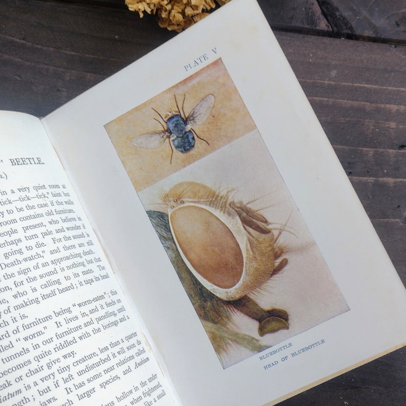 1920s Antique Insects Vintage Book - Watercolour Artist - Booklover ...