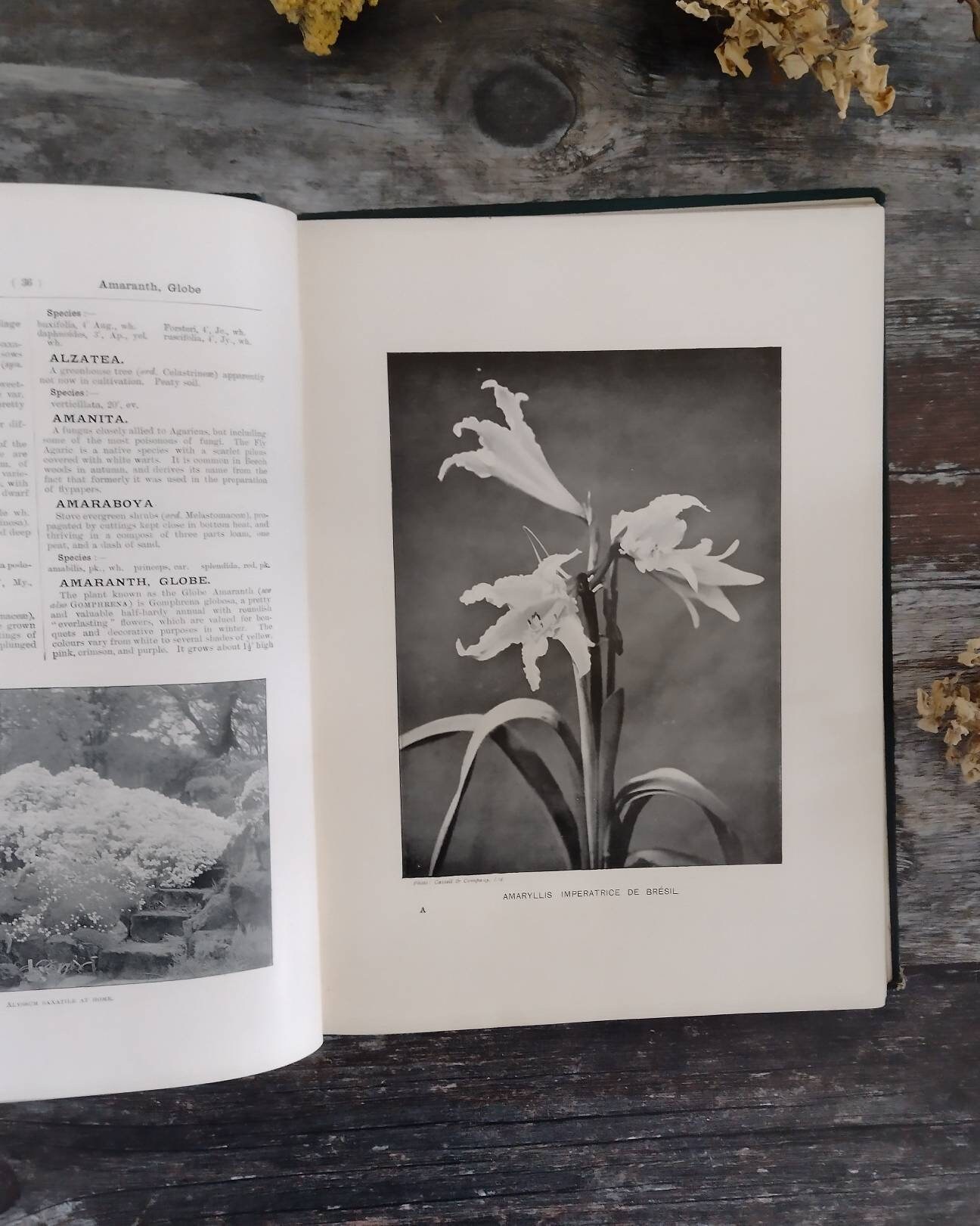 Victorian Garden Flowers Vintage Book Vol 1 Illustrated | Etsy