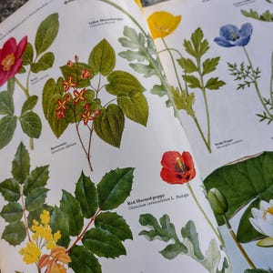 HUGE Wildflowers Botanical Art Vintage Book - Flower Book - Etsy