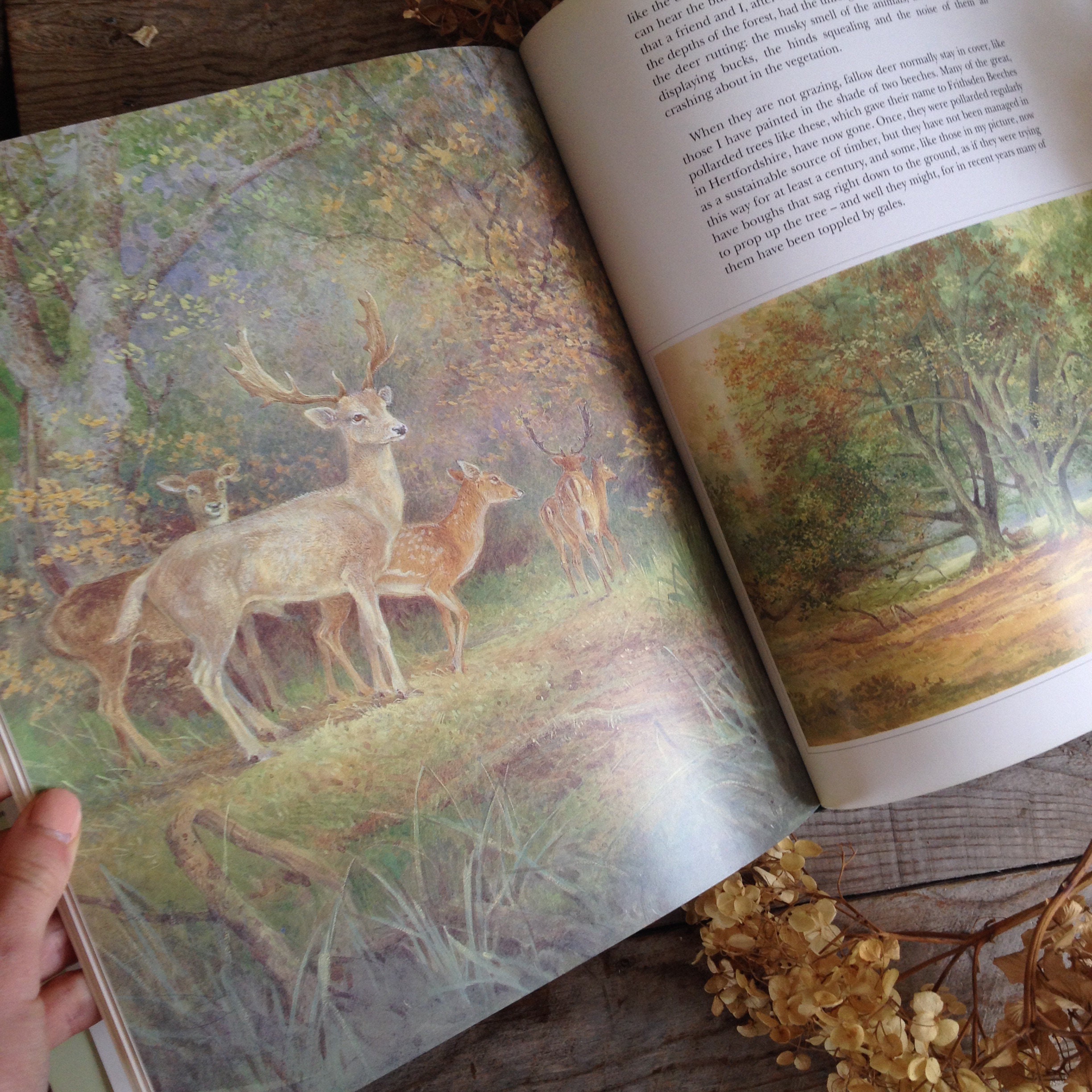 Woodland Nature Book - Guide to the Countryside Book - Etsy