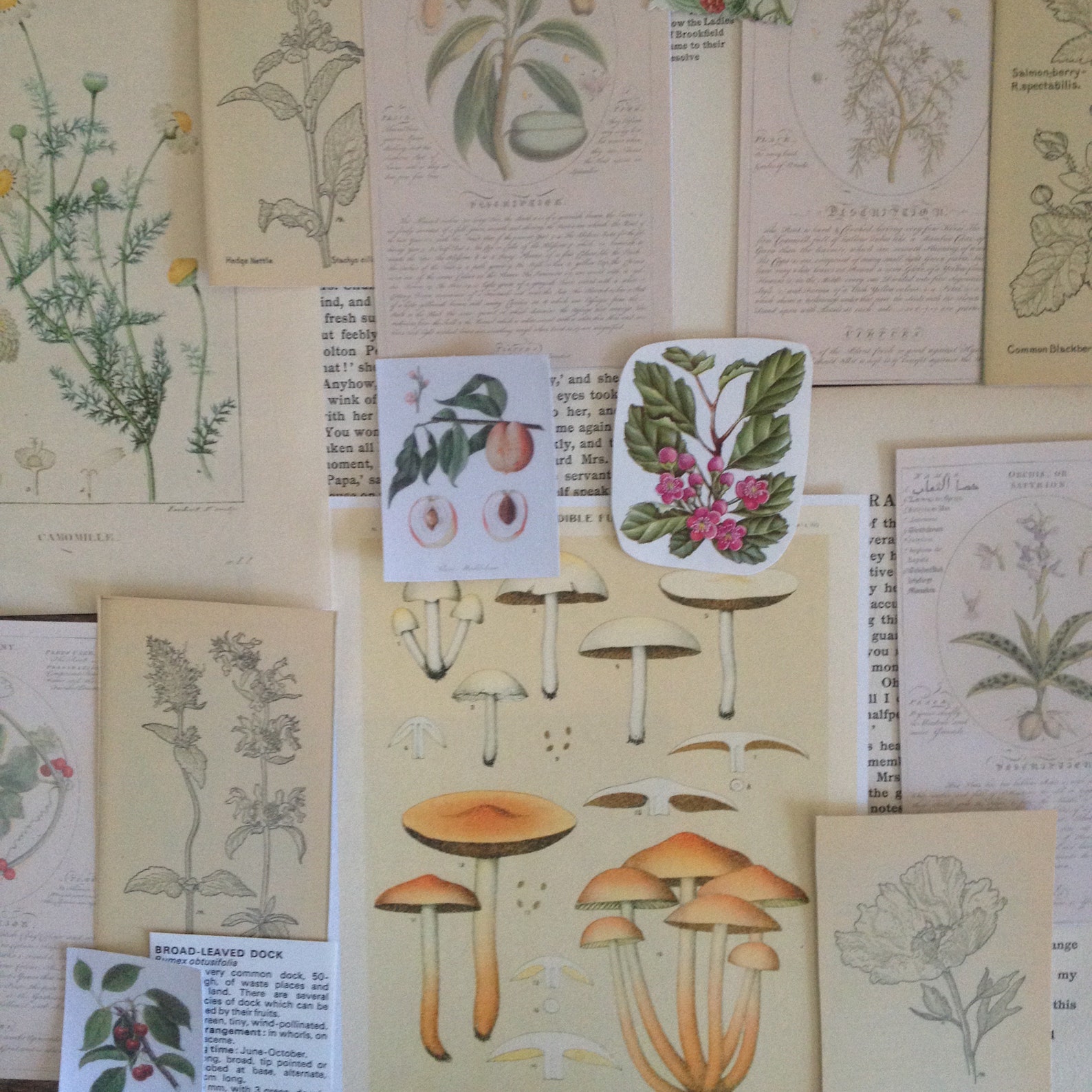 Herbal Medicinal and Edible Plants Botanical Ephemera Pen Pal - Etsy