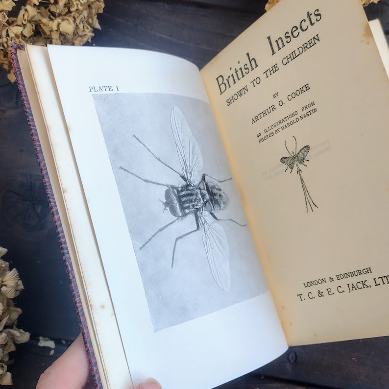 1920s Antique Insects Vintage Book - Watercolour Artist - Booklover ...