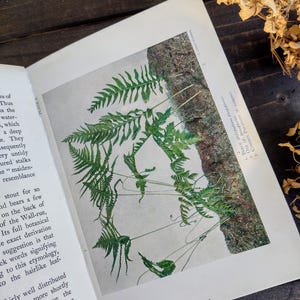 Victorian British Ferns, Club Mosses and Horsetails - Antique Book ...