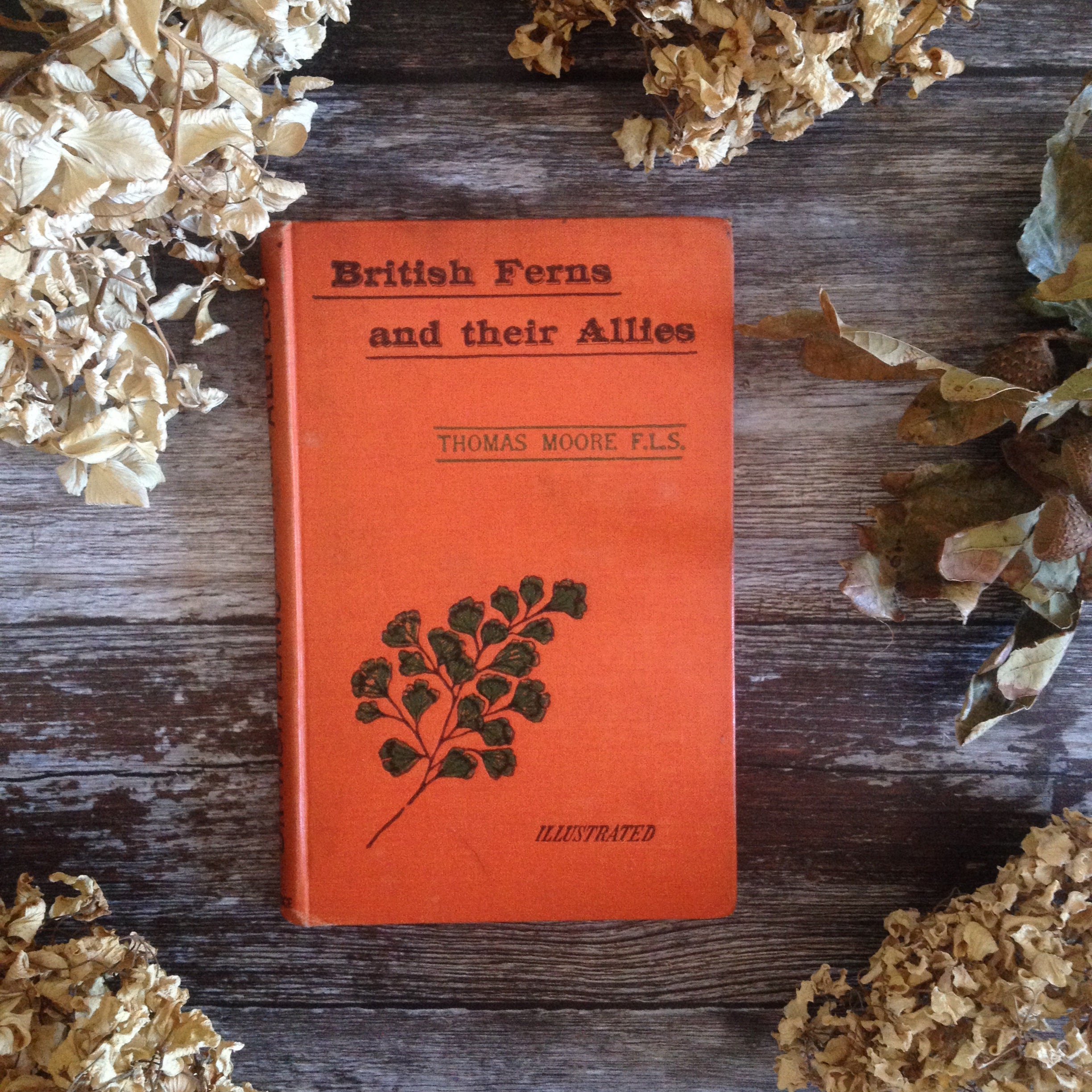 Victorian British Ferns and Their Allies Antique Book Fern | Etsy