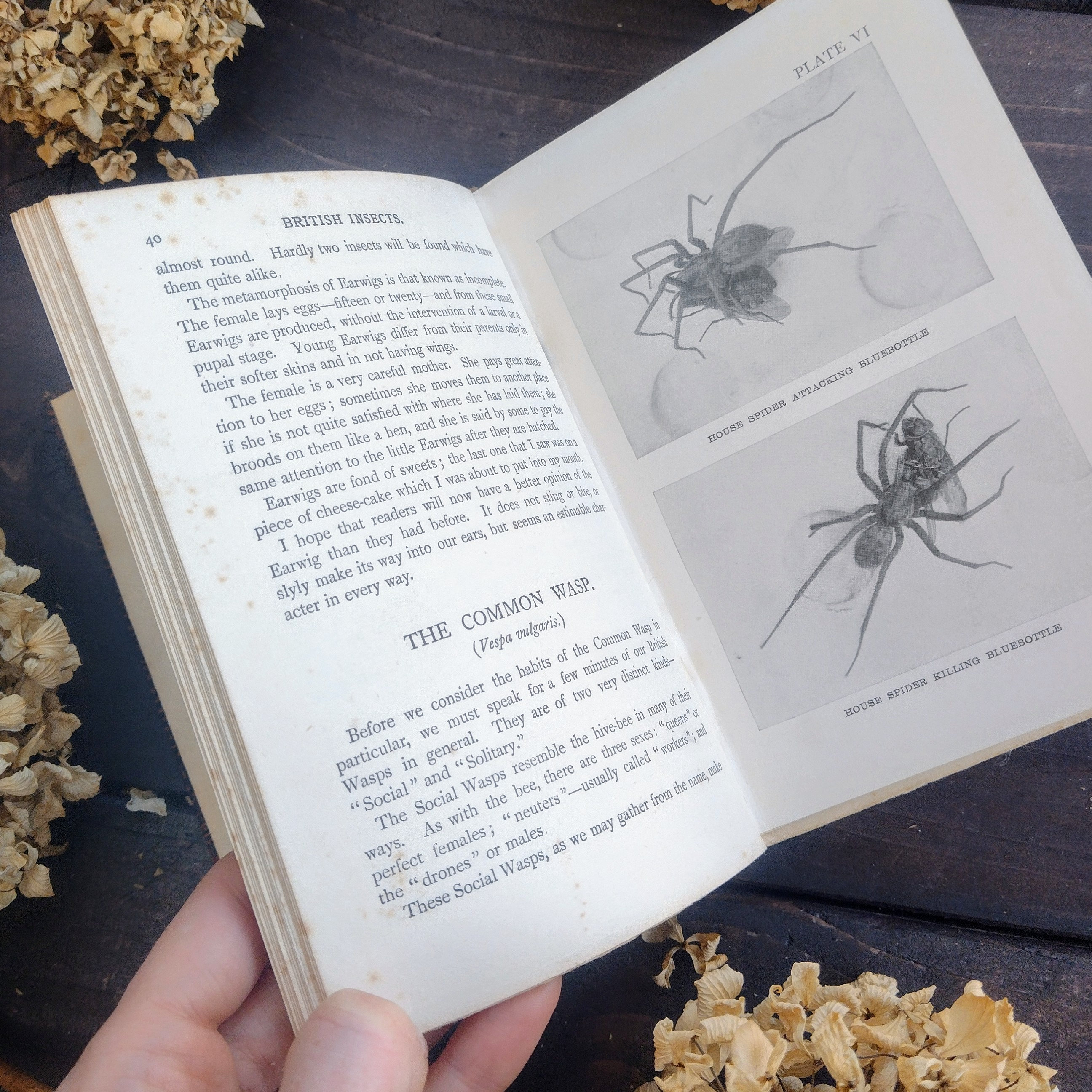 1920s Antique Insects Vintage Book - Watercolour Artist - Booklover ...