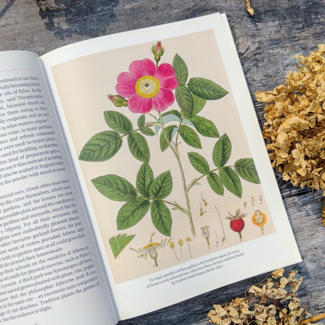 The Rose Book - Flower Book - Watercolour Artist - Painting Book ...