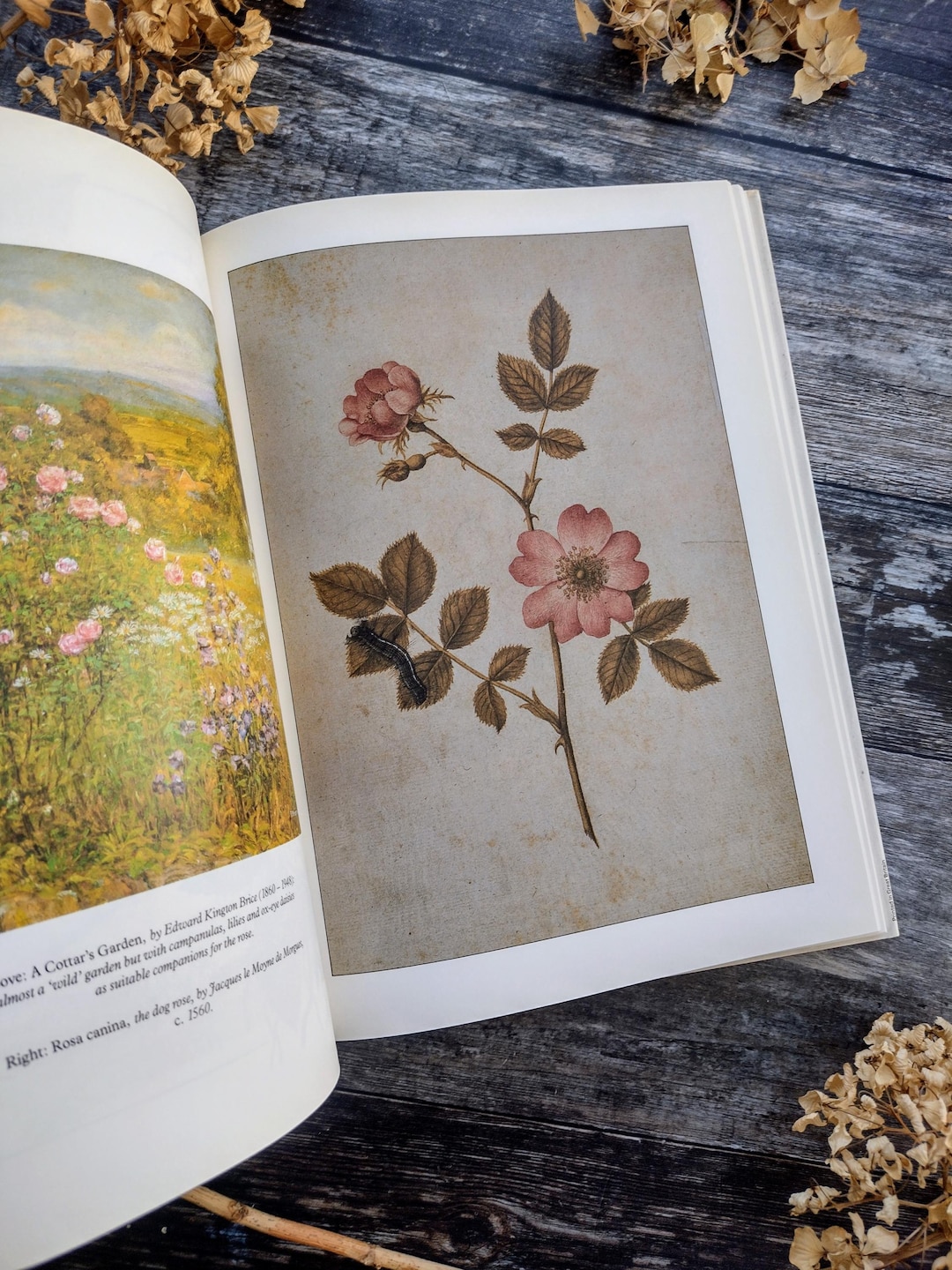 A Companion of Roses Guide Book - Garden Flower Book - Etsy