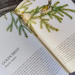 British Bird Guide Vintage Book birdwatchers Gift-nature Book nature ...