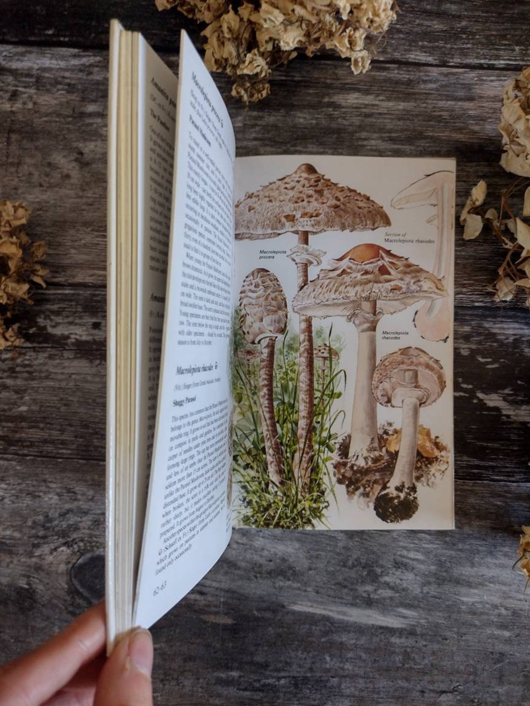 Guide to Fungi of Britain and Northern Europe Vintage Illustrated ...