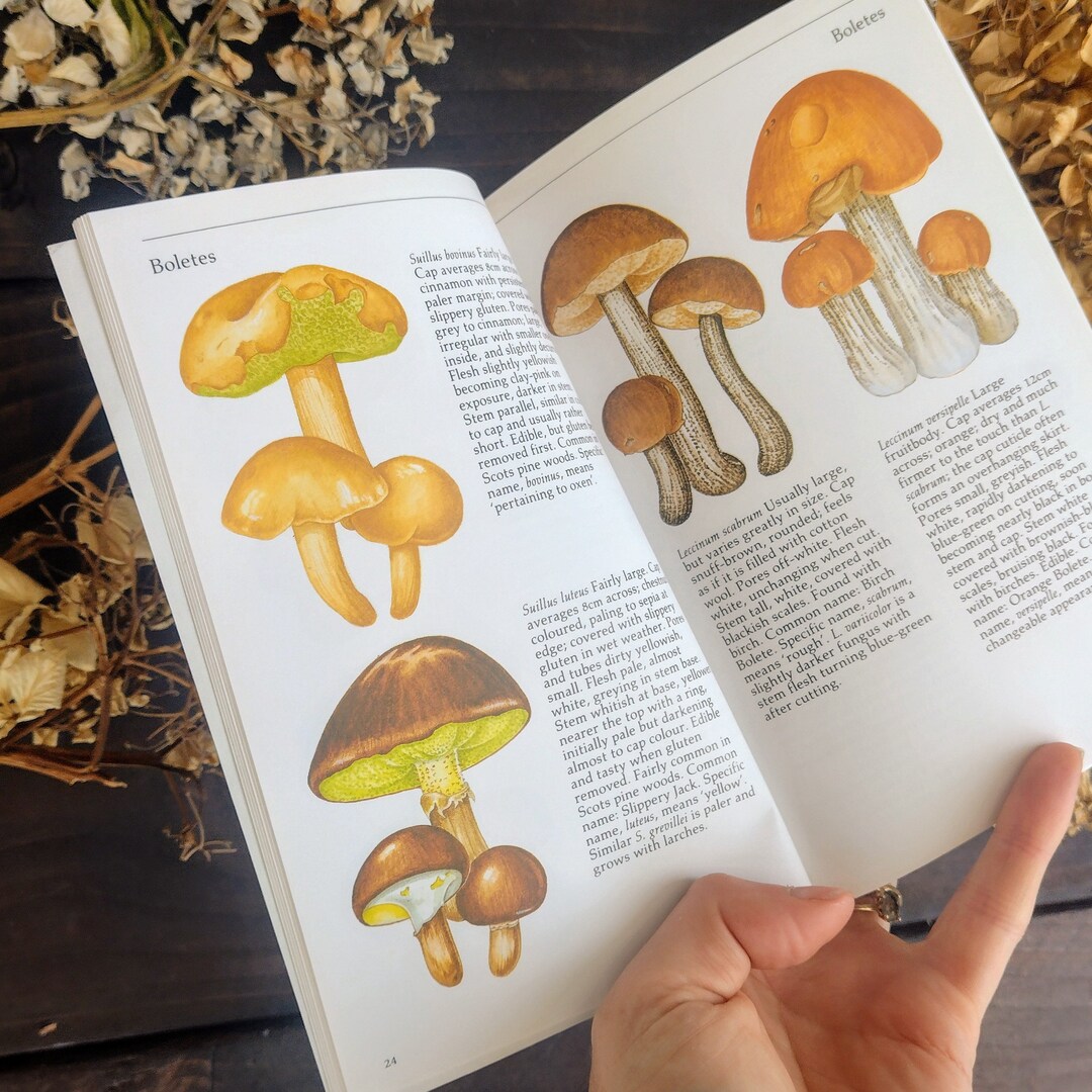 Guide To Mushrooms And Toadstools Vintage Book Watercolour Artist Natural