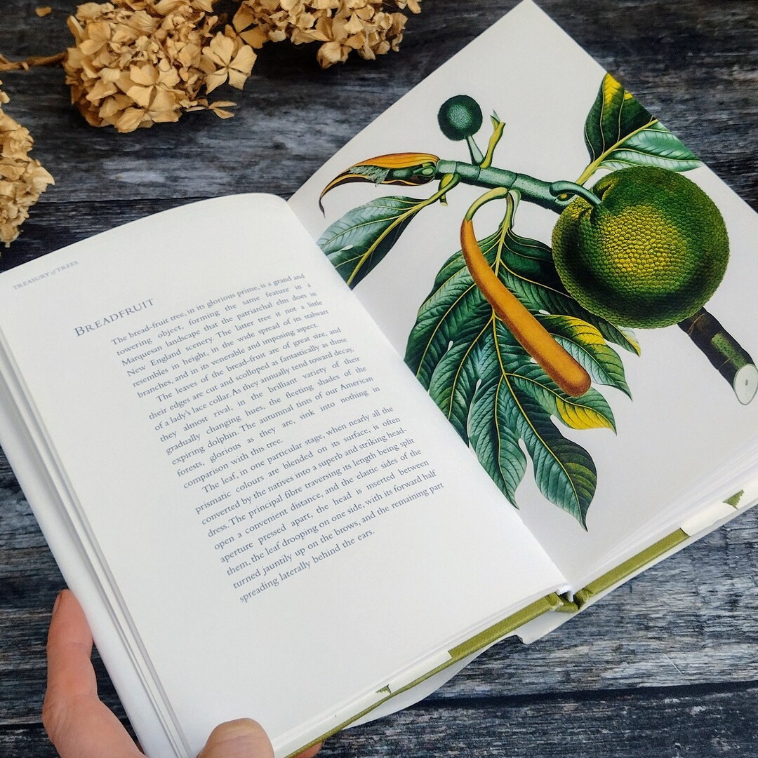 Treasury of Trees Book Nature Guide Vintage Natural History Botanical ...