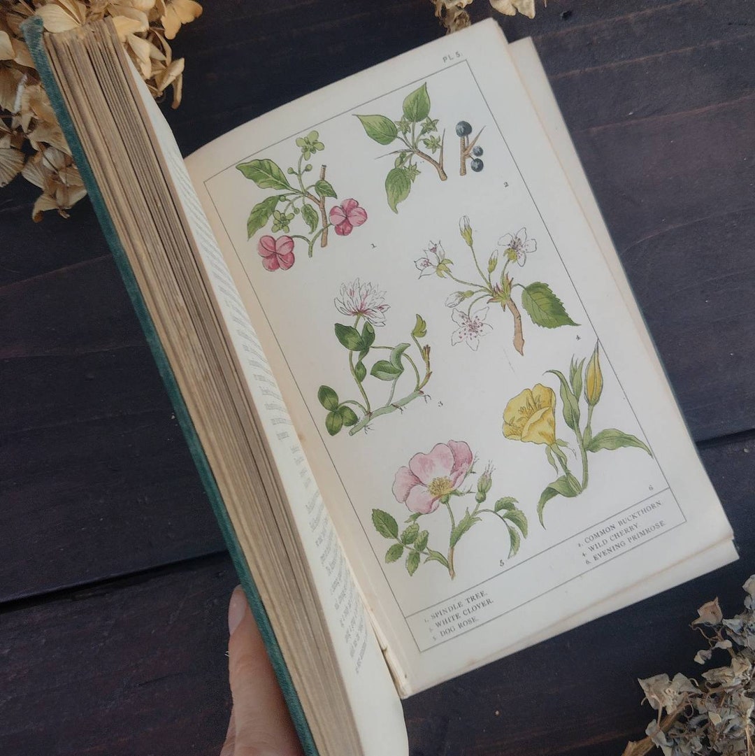 Antique Victorian Rambles in Search of Wild Flowers - Vintage ...