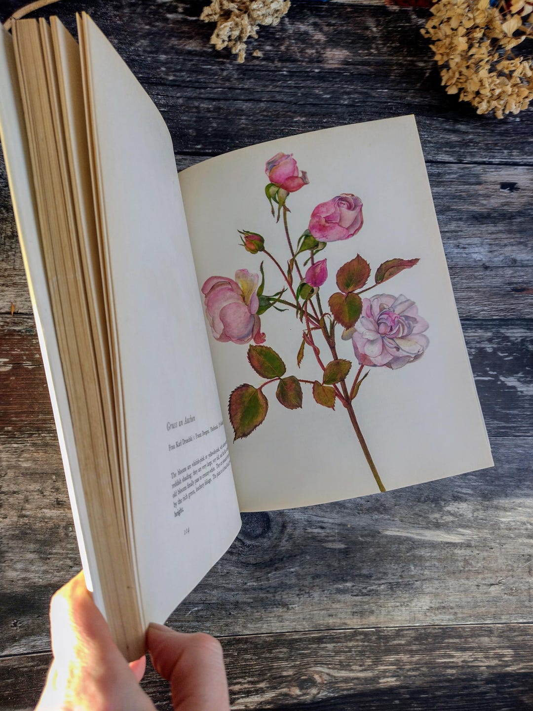 Roses Vintage Book - Garden Flower Book - Gardening Guide - Etsy