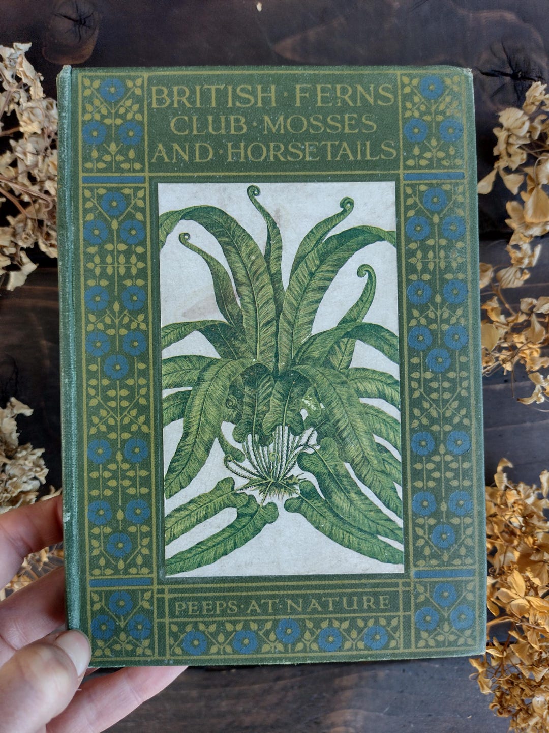 Victorian British Ferns, Club Mosses and Horsetails - Antique Book ...