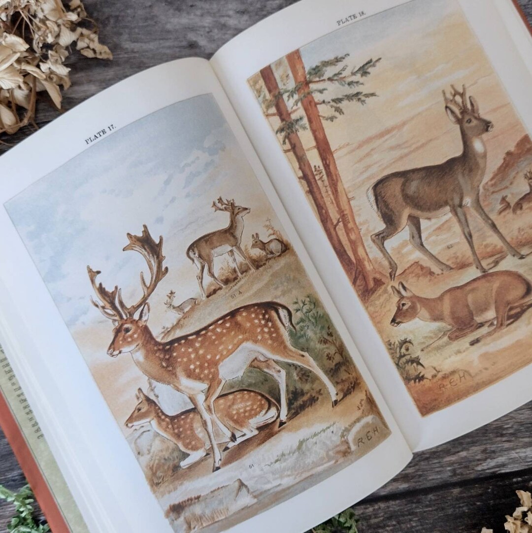 This item is unavailable - Etsy