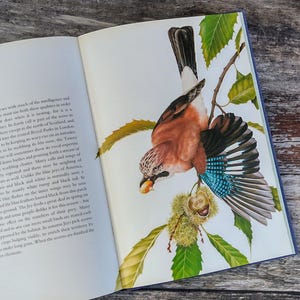 British Bird Guide Vintage Book birdwatchers Gift-nature Book nature ...
