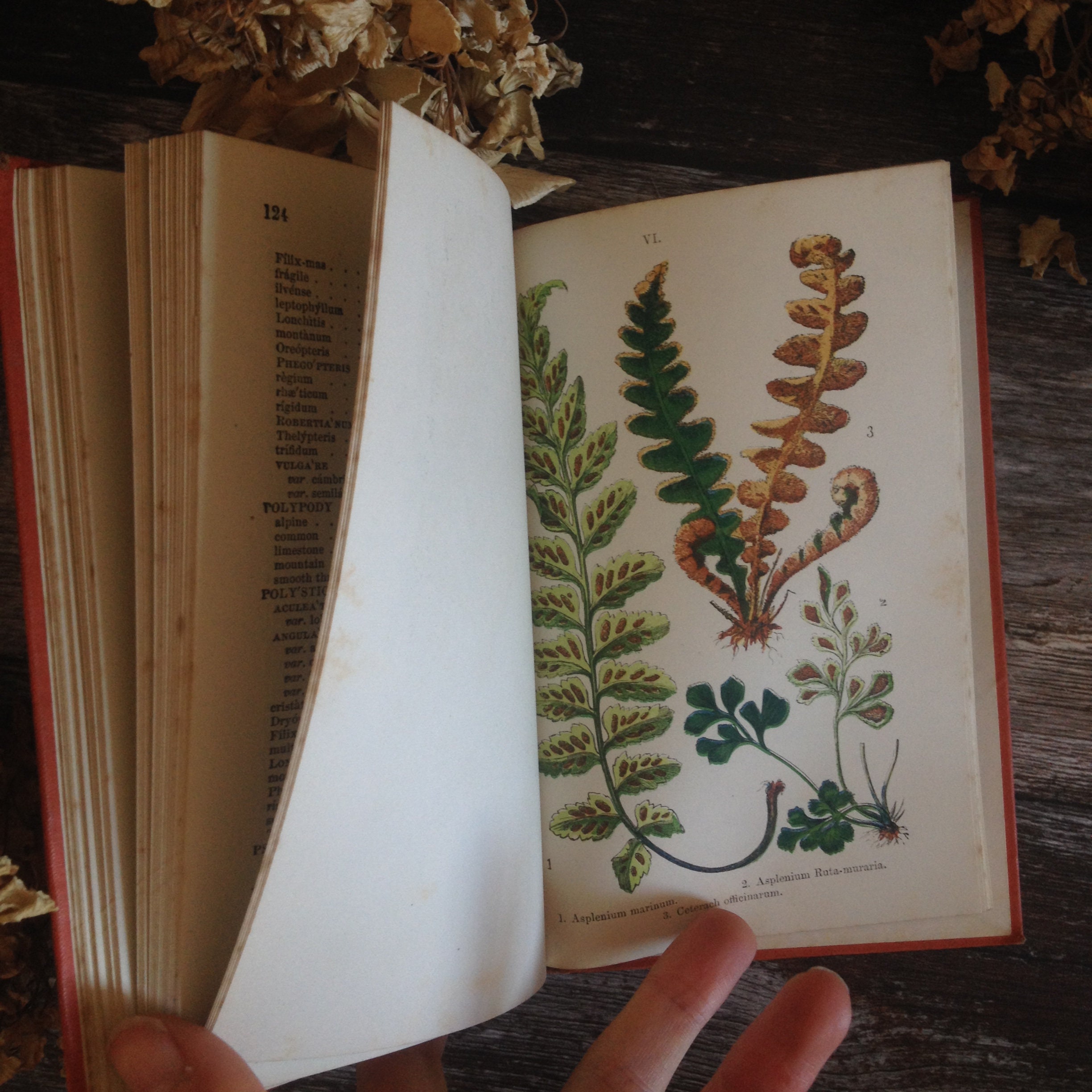 Victorian British Ferns and Their Allies Antique Book Fern | Etsy