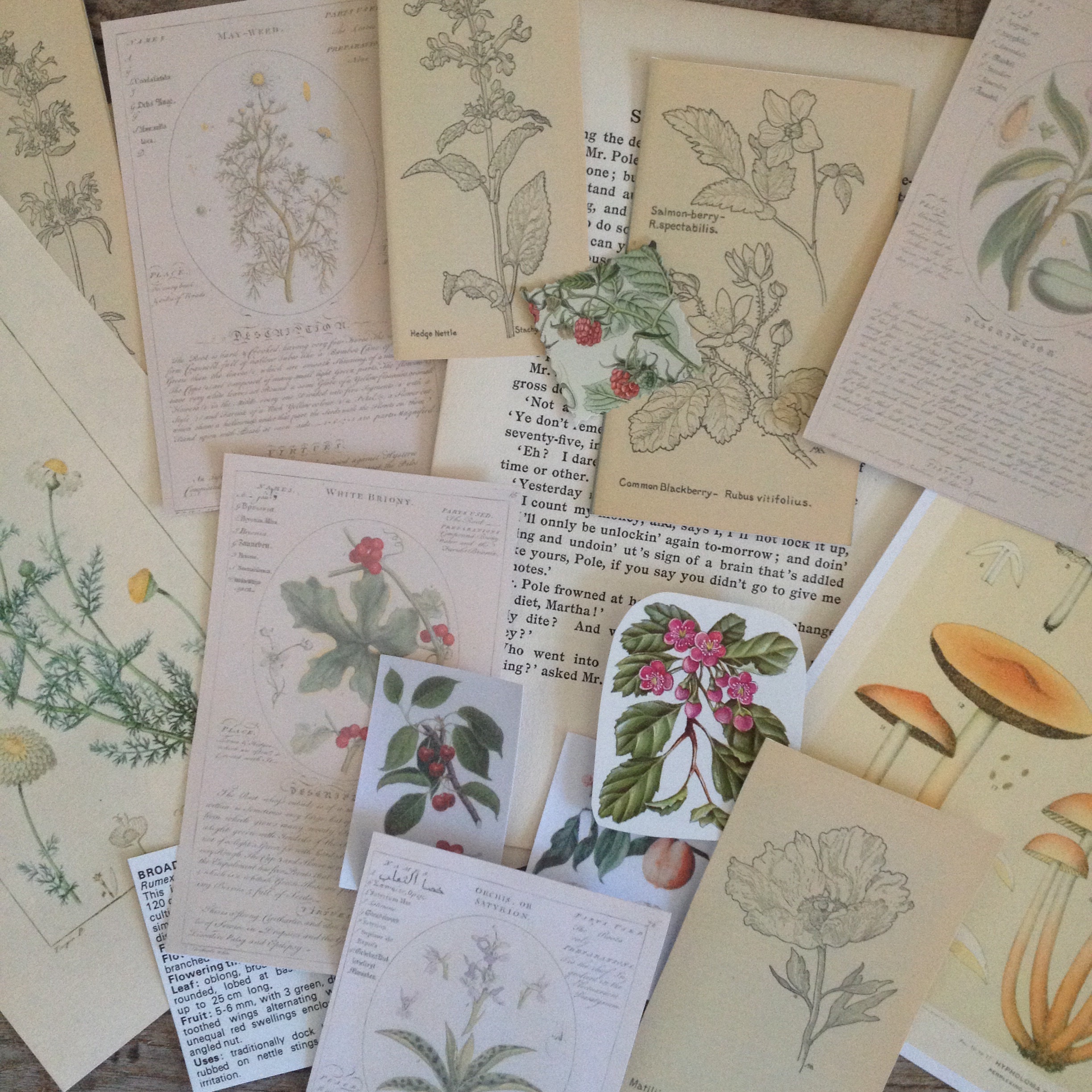Herbal, Medicinal and Edible Plants Botanical Ephemera Pen Pal Kit ...