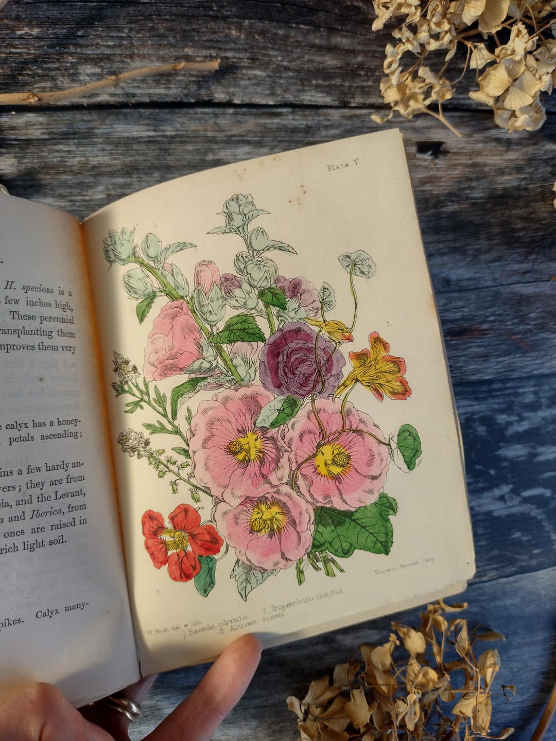 Antique and Very Rare - Popular Garden Botany Botanical Vintage Book - Etsy