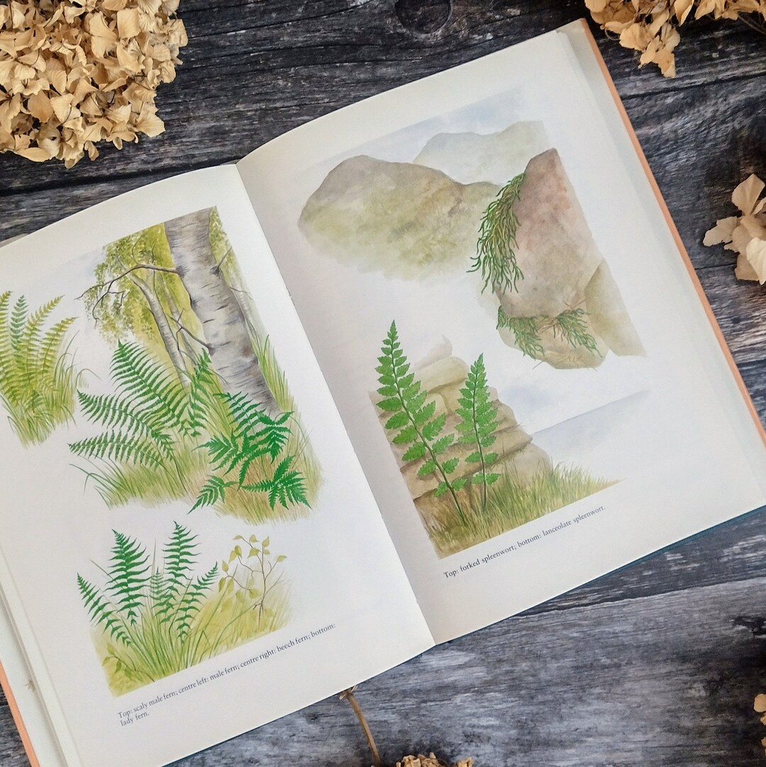 Fern Book Ferns Guide Watercolour Artist Vintage Botanical Nature Book ...
