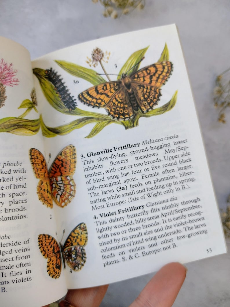 Guide to Butterflies and Moths - Vintage Botanical Creative Gift - Etsy