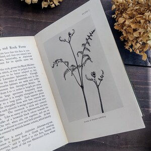 Victorian British Ferns, Club Mosses and Horsetails - Antique Book ...