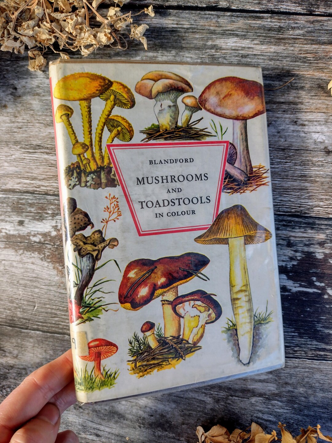 Guide to Mushrooms & Toadstools - Vintage Book - Field Guide - Etsy