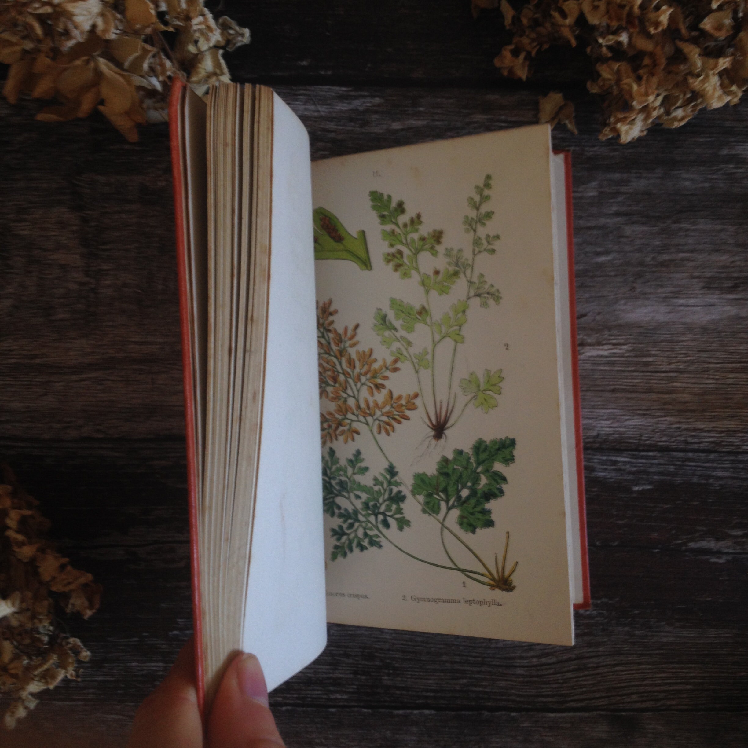 Victorian British Ferns and Their Allies Antique Book Fern | Etsy