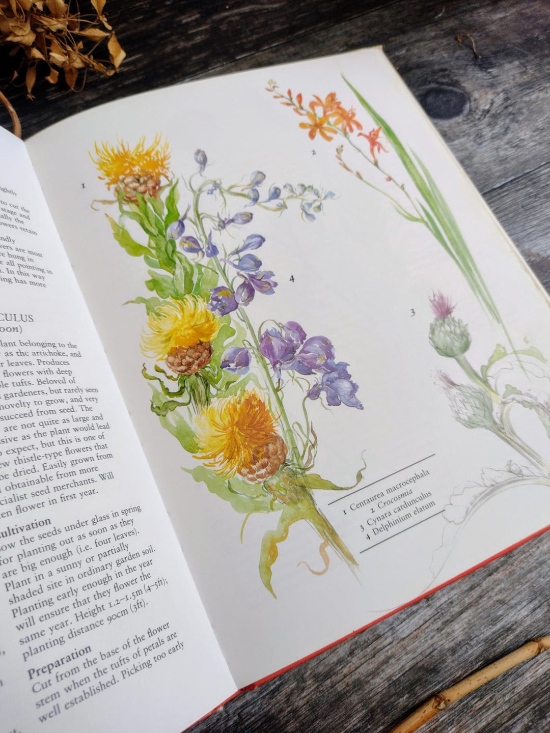 Guide to Drying Flowers Book - Botanical Book - Etsy