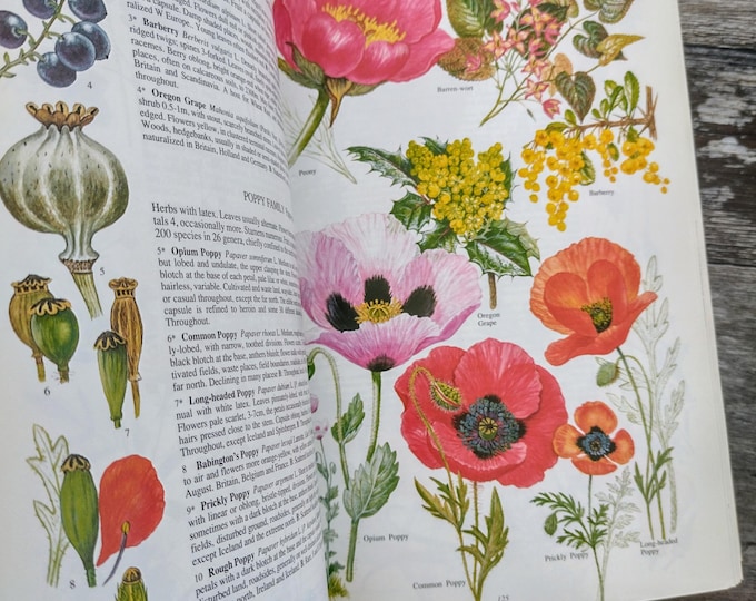 HUGE Wildflower Book - Botanical Book - Watercolour Artist - Painting ...