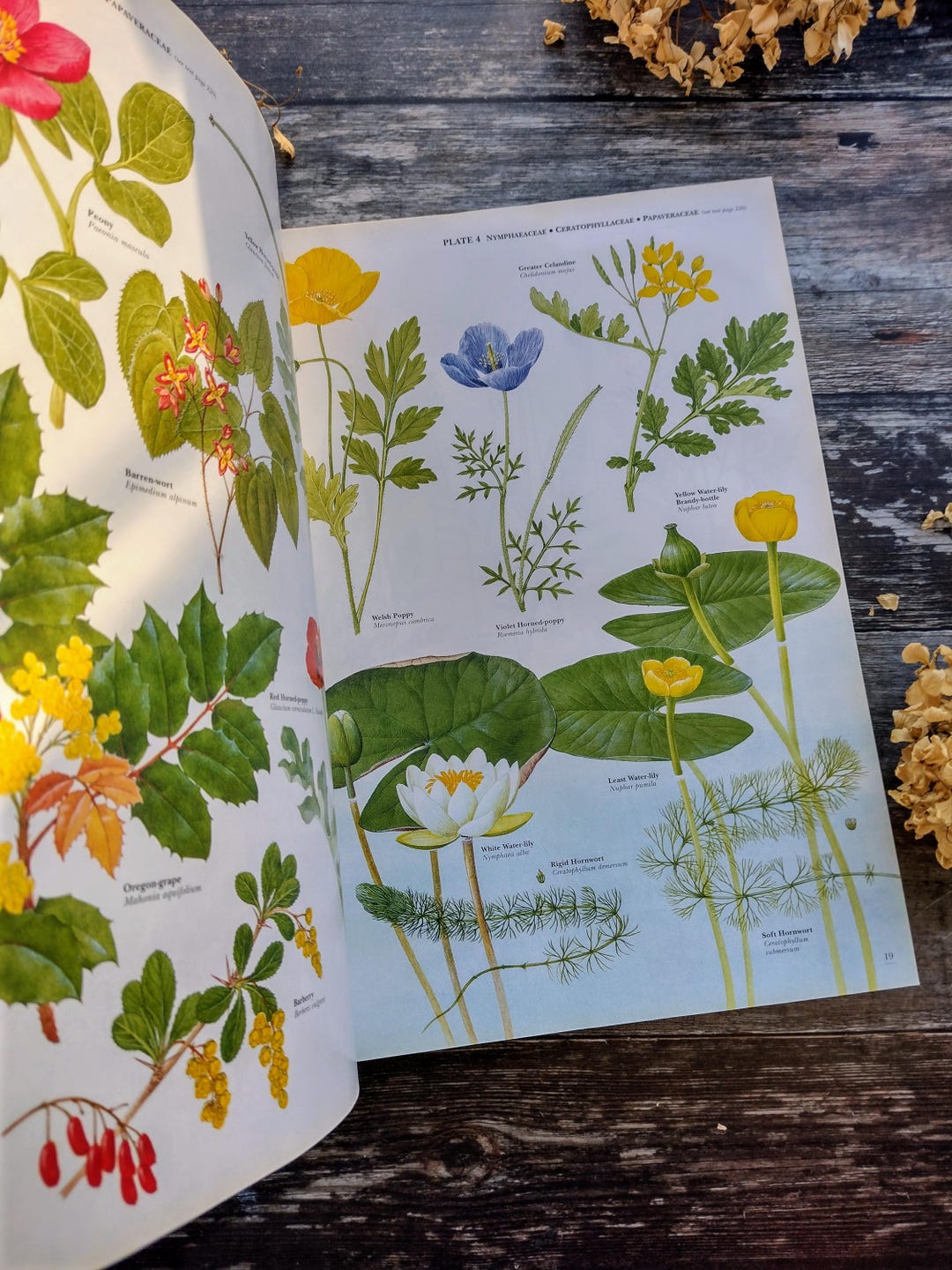 HUGE Wildflowers Botanical Art Vintage Book - Flower Book - Etsy