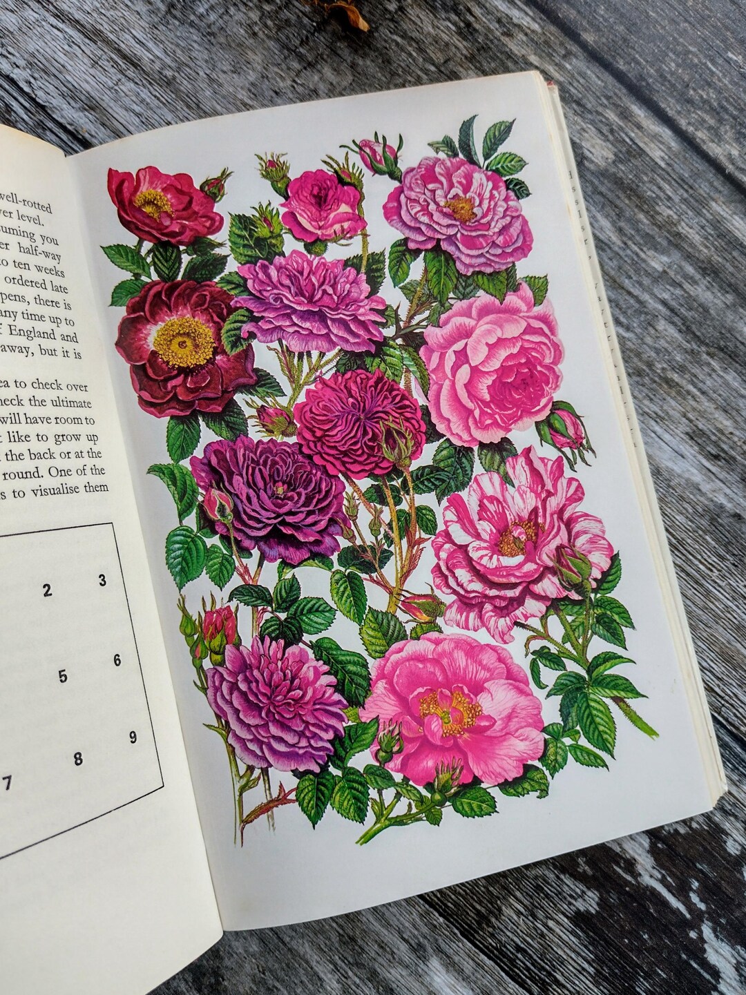 Roses Vintage Book - Flower Book - Watercolour Artist - Painting Book ...