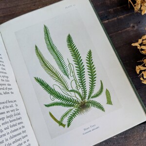 Victorian British Ferns, Club Mosses and Horsetails - Antique Book ...