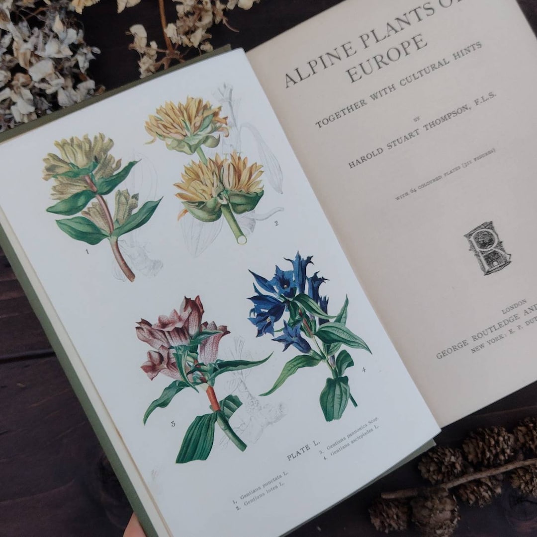Antique Alpine Flowers Flowers Vintage Book - Illustrated Flower Guide ...