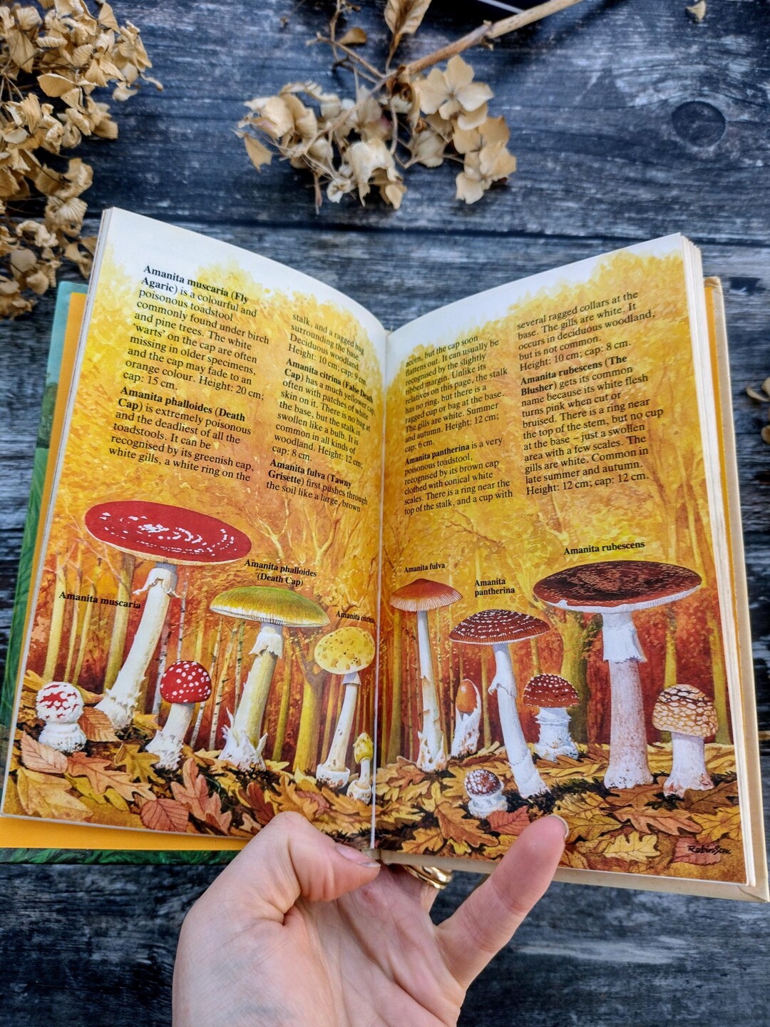 Field Guide to Mushrooms & Toadstools - Illustrated Vintage Book ...