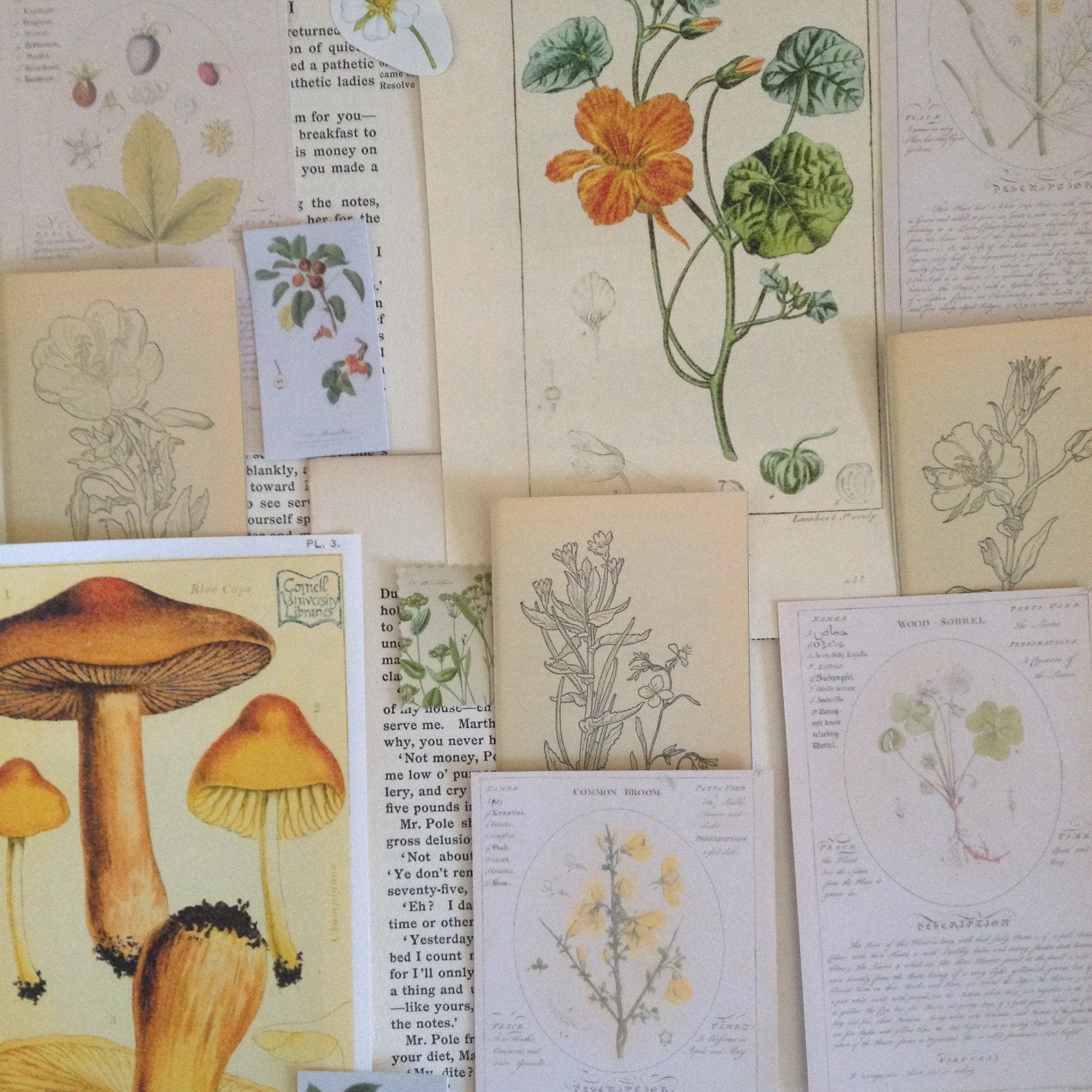 Herbal Medicinal and Edible Plants Botanical Ephemera Pen Pal - Etsy