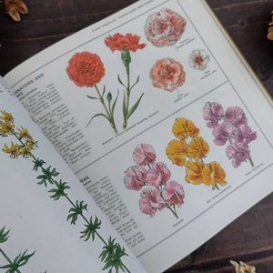 Gardening Year Guide - Illustrated Botanical Book - Etsy