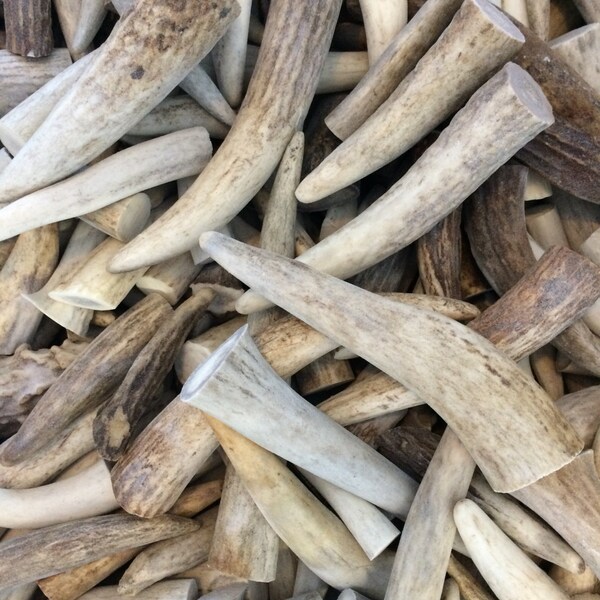 Deer Antler Tips - Etsy