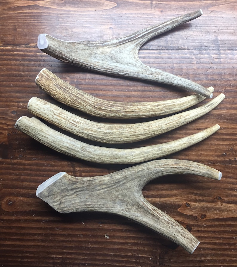 Moose Antler Dog Chew Tines-for a Limited Time Only! Free Shipping - Etsy