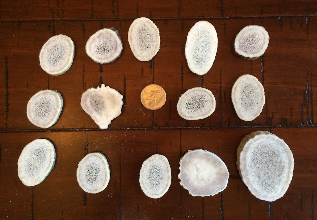 Deer and Elk Antler Slices for Buttons and Crafts-free Shipping - Etsy